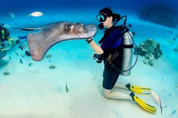 11 Different Types of Stingrays (Plus Interesting Facts) – Nayturr