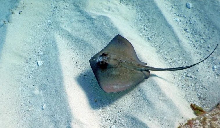 11 Different Types of Stingrays (Plus Interesting Facts) – Nayturr