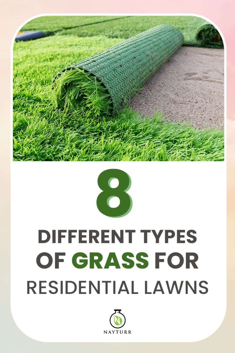 8 Different Types of Grass For Residential Lawns – Nayturr