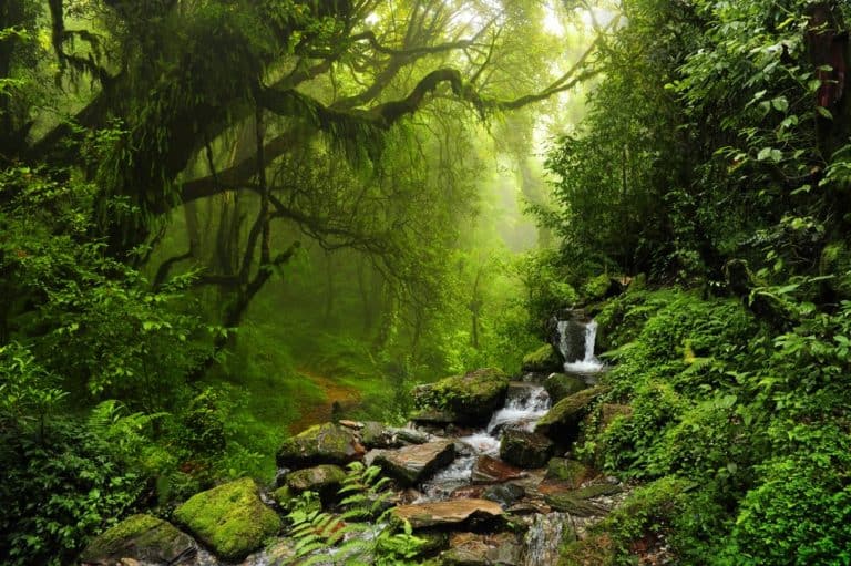 10 of the Biggest and Popular Rainforests of the World That Might ...