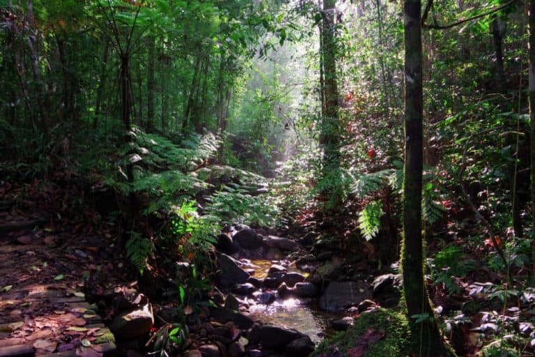 10 of the Biggest and Popular Rainforests of the World That Might ...