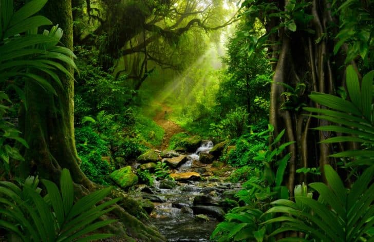10 of the Biggest and Popular Rainforests of the World That Might ...