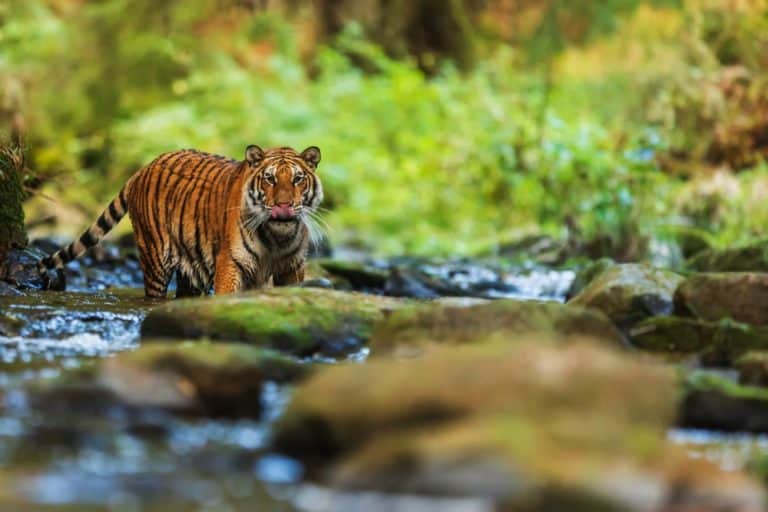 Tropical Rainforest vs. Jungle: What’s The Difference? – Nayturr