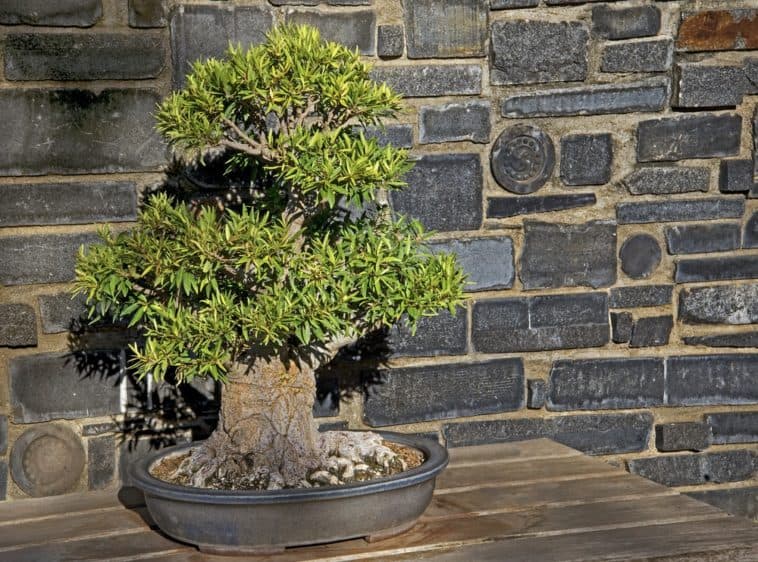 Five Species that Make Great Indoor Bonsai Tree – Nayturr