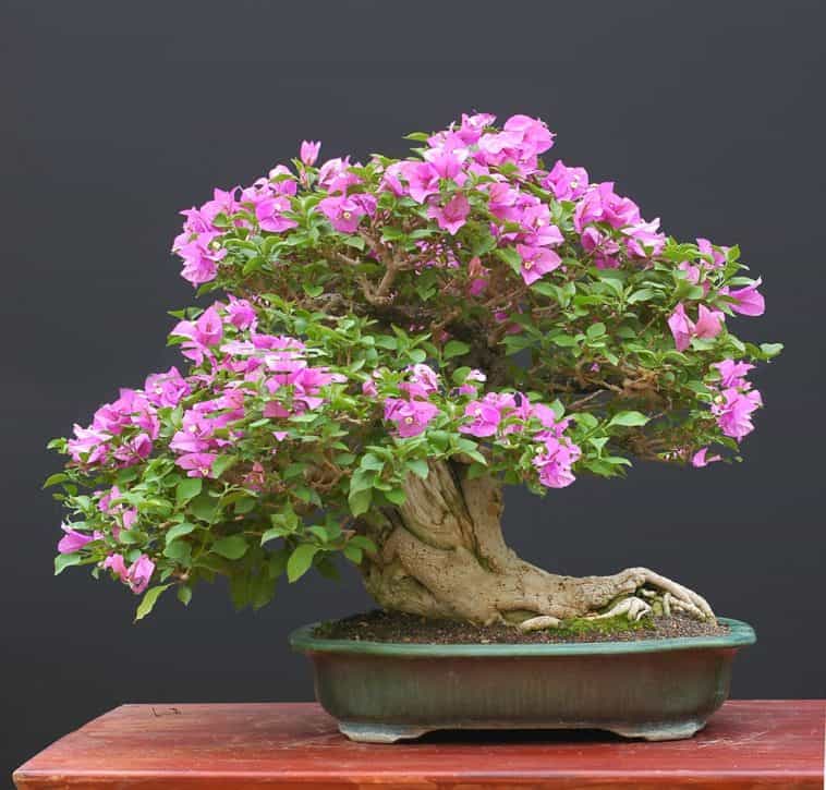 Five Species that Make Great Indoor Bonsai Tree – Nayturr