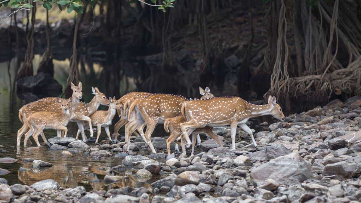 Can Wild Animals Be Pets? Here Are The Facts – Nayturr