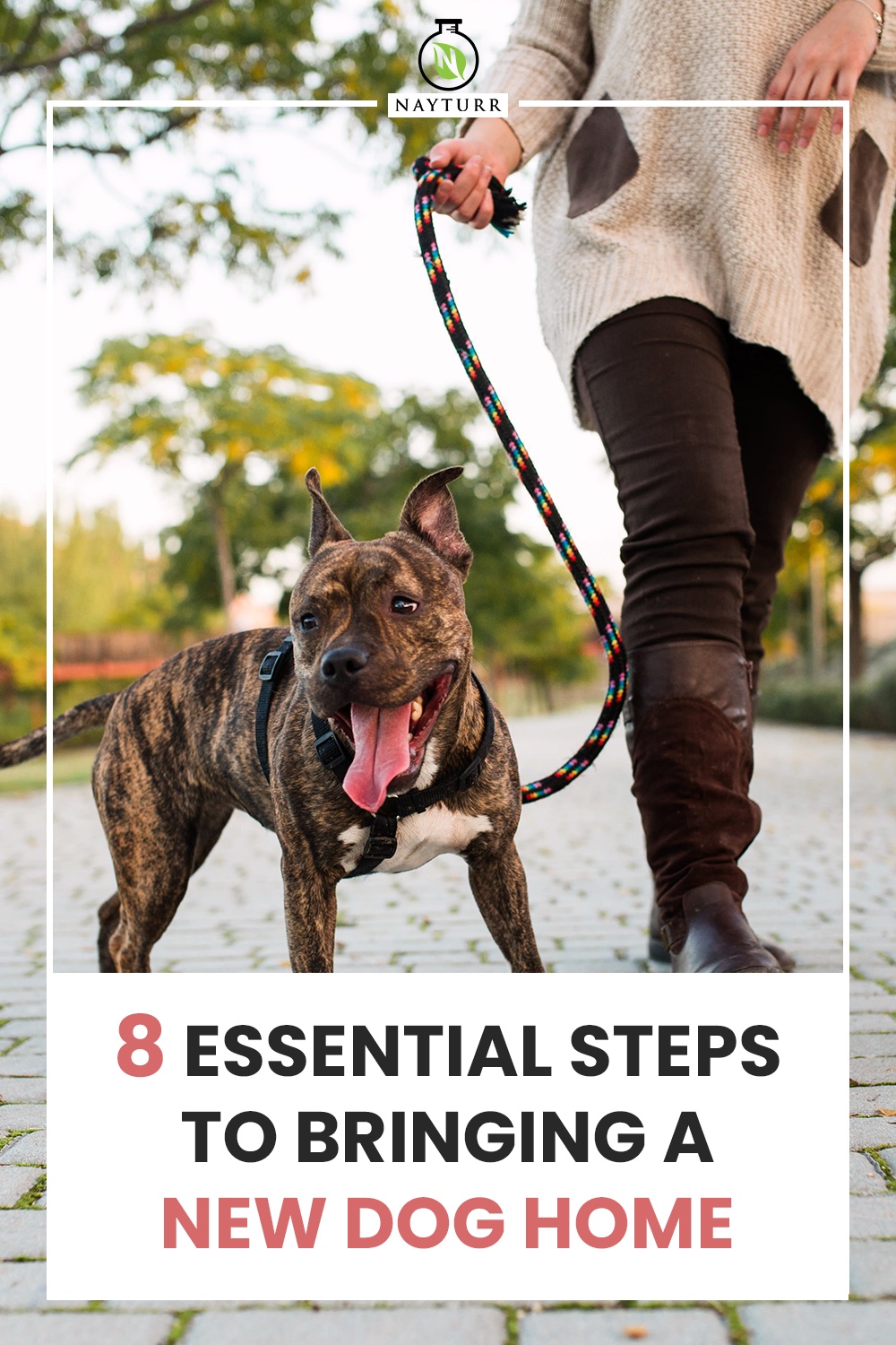 8 Essential Steps To Bringing A New Dog Home – Nayturr