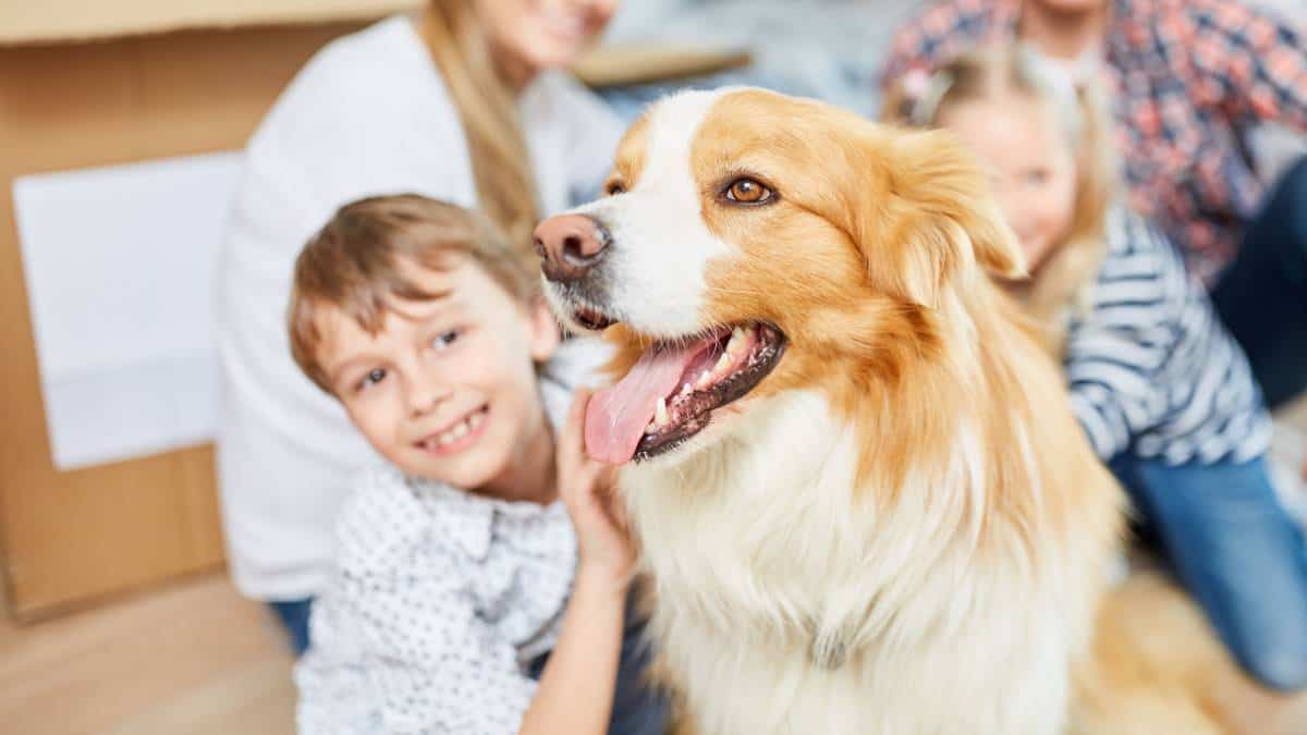 8 Essential Steps To Bringing A New Dog Home – Nayturr