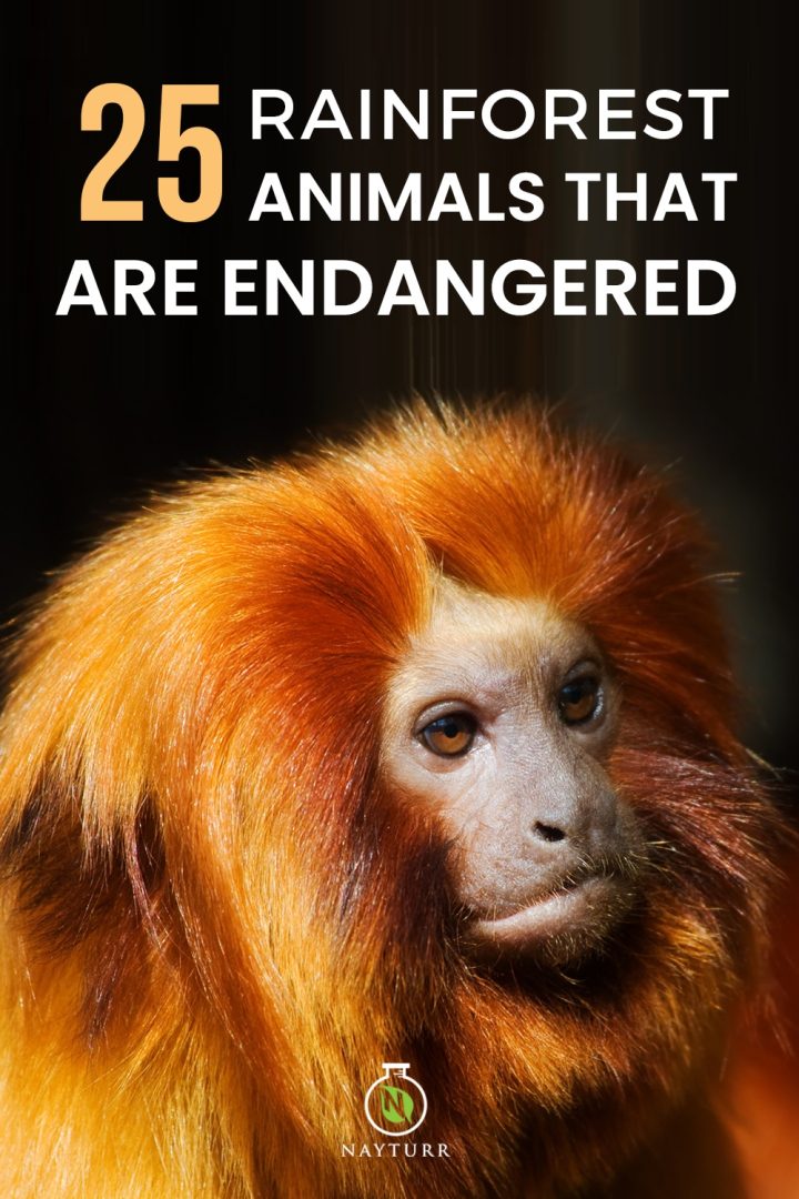 25 Rainforest Animals That Are Endangered – Nayturr