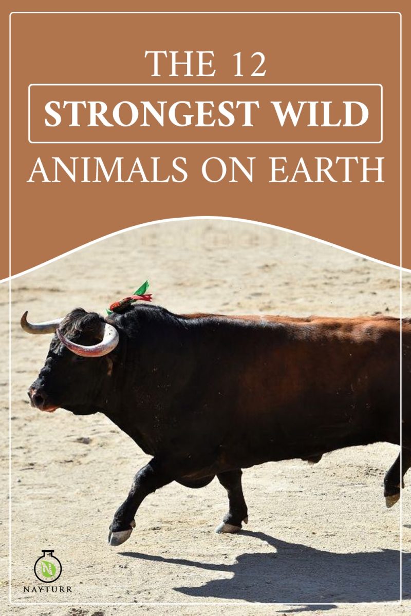 The 12 Strongest Wild Animals On Earth – Nayturr