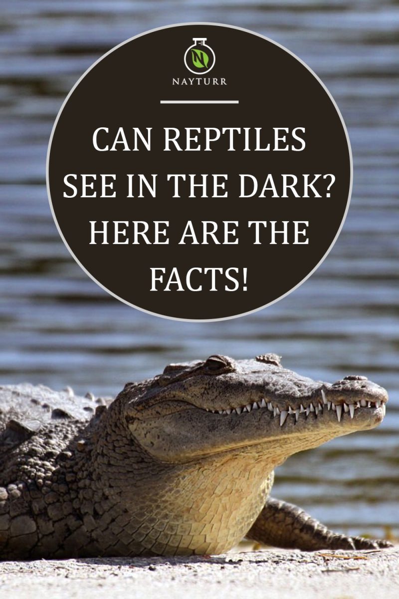 Can Reptiles See In The Dark? Here are the Facts! – Nayturr