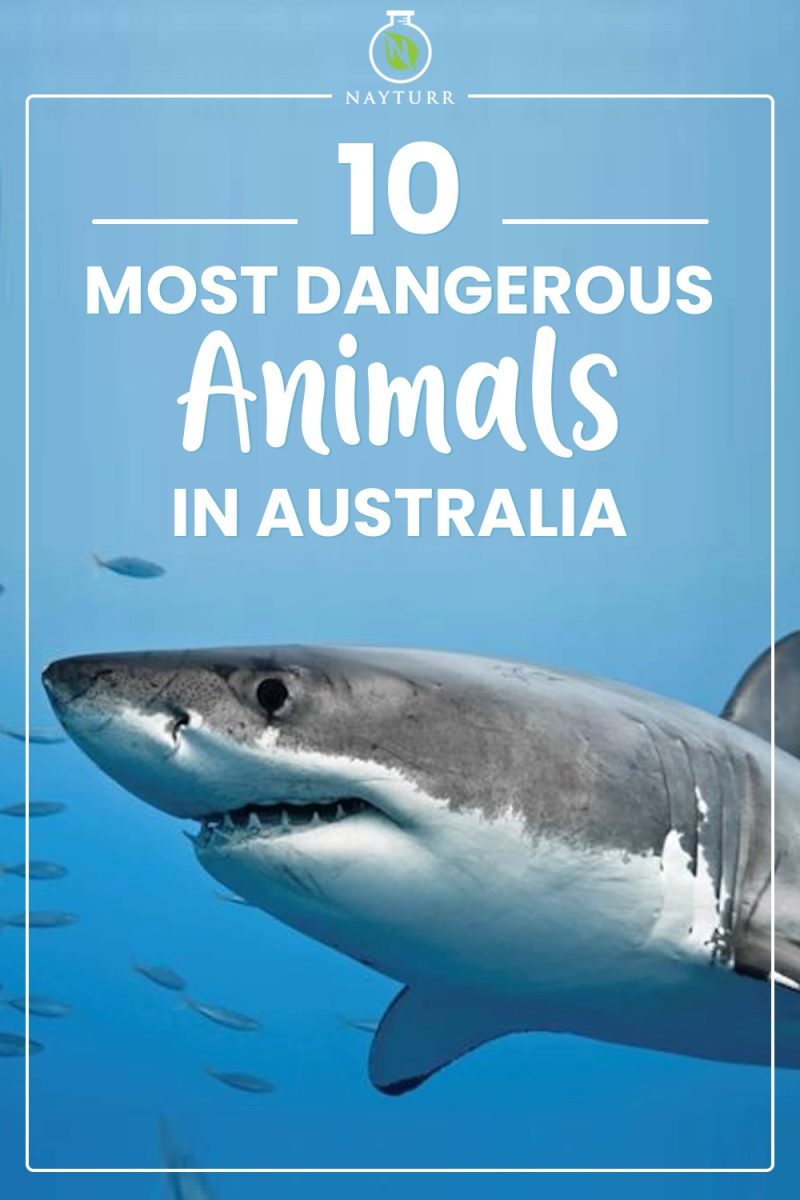 10 Most Dangerous Animals In Australia – Nayturr