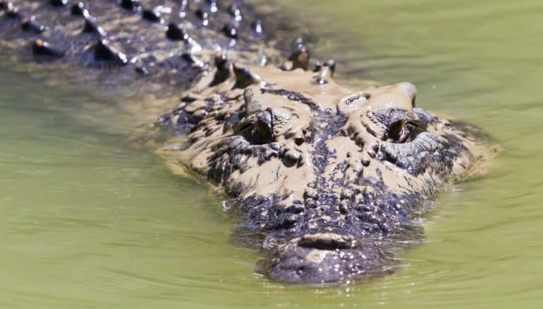 The 12 Strongest Wild Animals On Earth – Nayturr