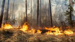 Can Forest Fires Start Naturally? (& How They Benefit Our Ecosystem ...