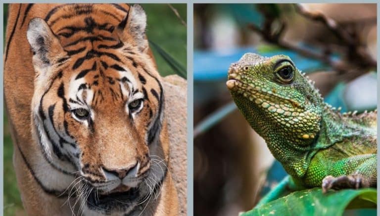 9 Ways Reptiles Are Similar To Mammals Nayturr 9-ways-reptiles-are-similar-to-mammals-nayturr