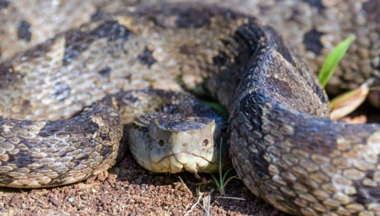 18 Most Dangerous Rainforest Animals – Nayturr