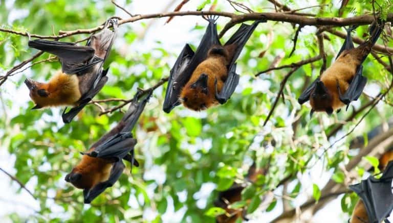 Birds VS Bats: The Differences Explained – Nayturr