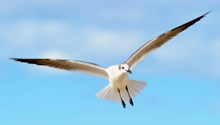 Birds VS Bats: The Differences Explained – Nayturr