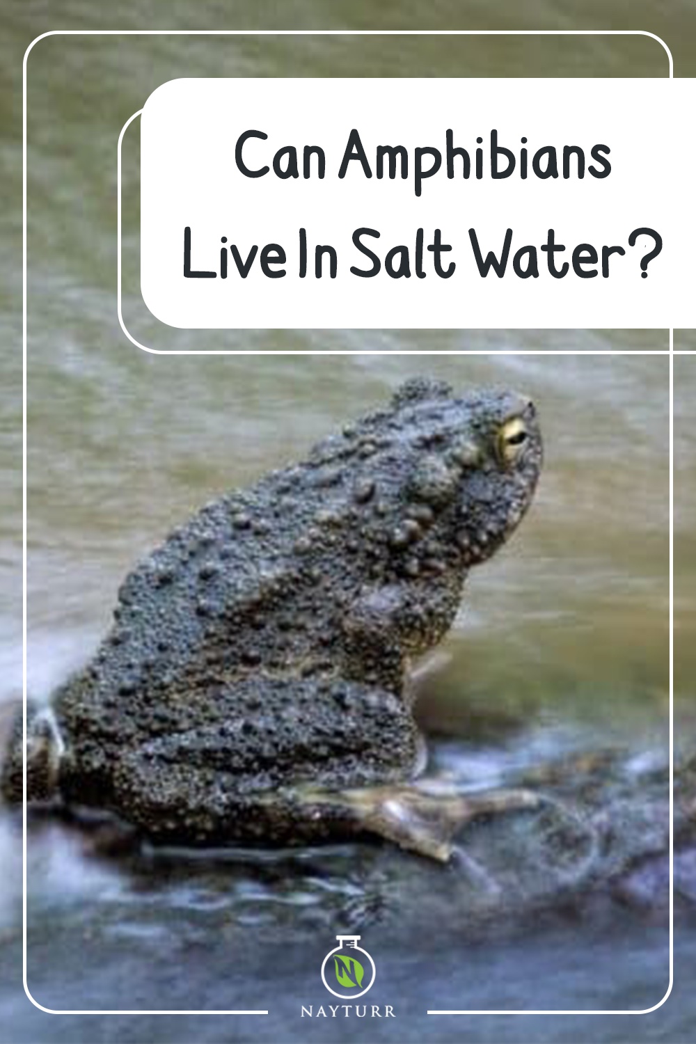Can Amphibians Live In Salt Water? – Nayturr