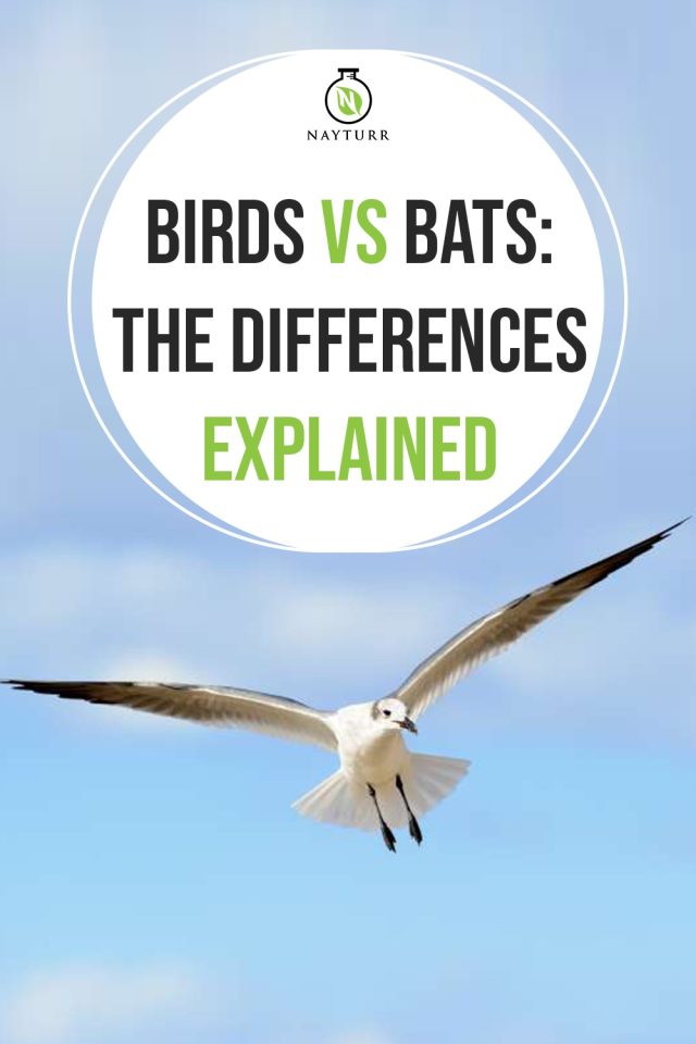Birds VS Bats: The Differences Explained – Nayturr