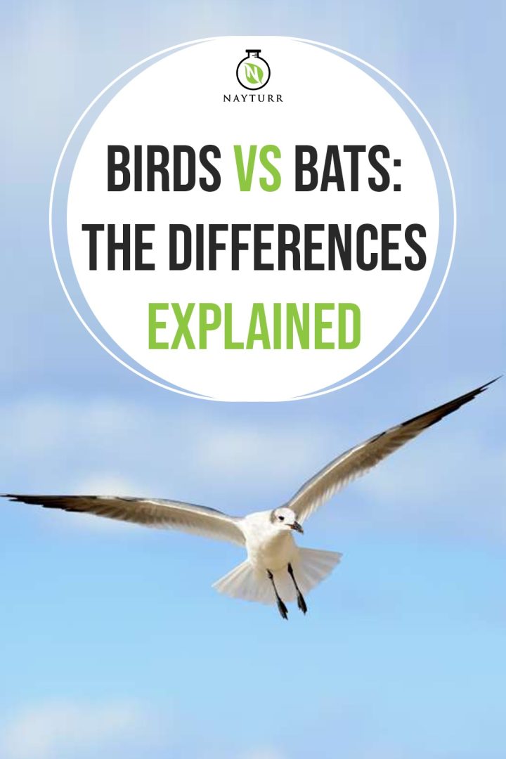 Birds VS Bats: The Differences Explained – Nayturr