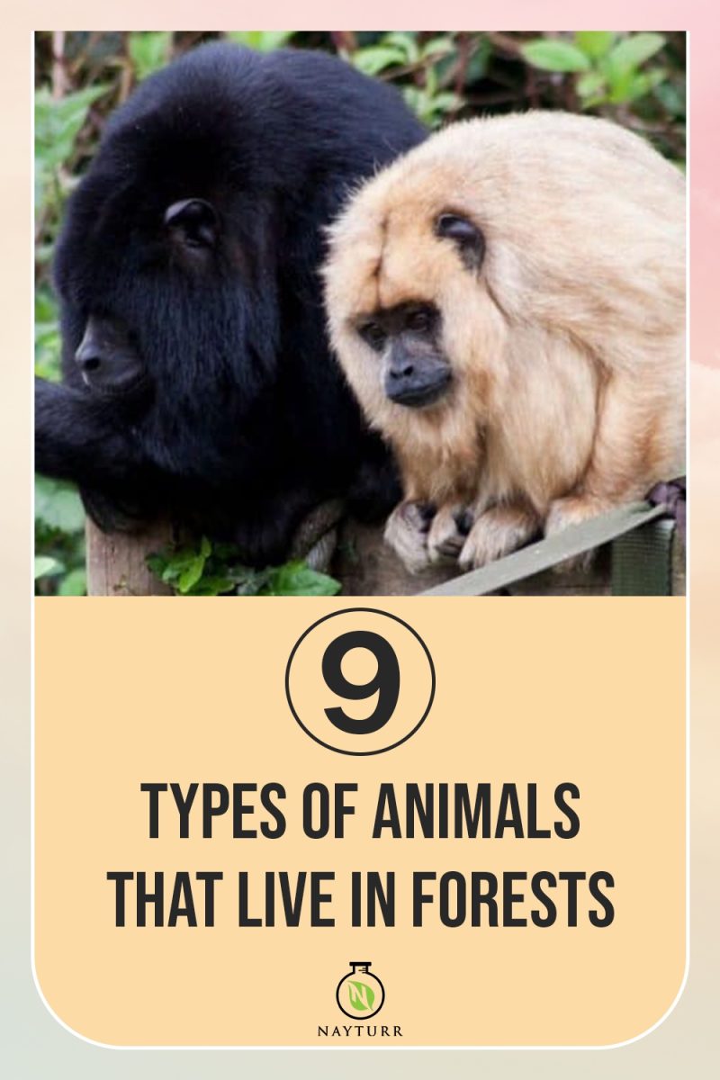 9 Types Of Animals That Live In Forests – Nayturr