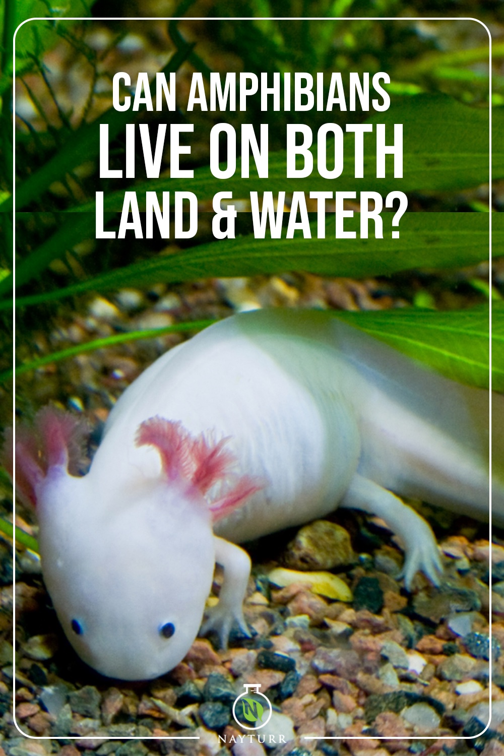 Can Amphibians Live on Both Land & Water? – Nayturr