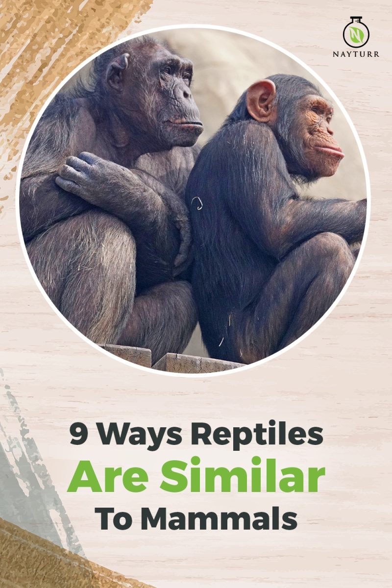 9 Ways Reptiles Are Similar To Mammals – Nayturr