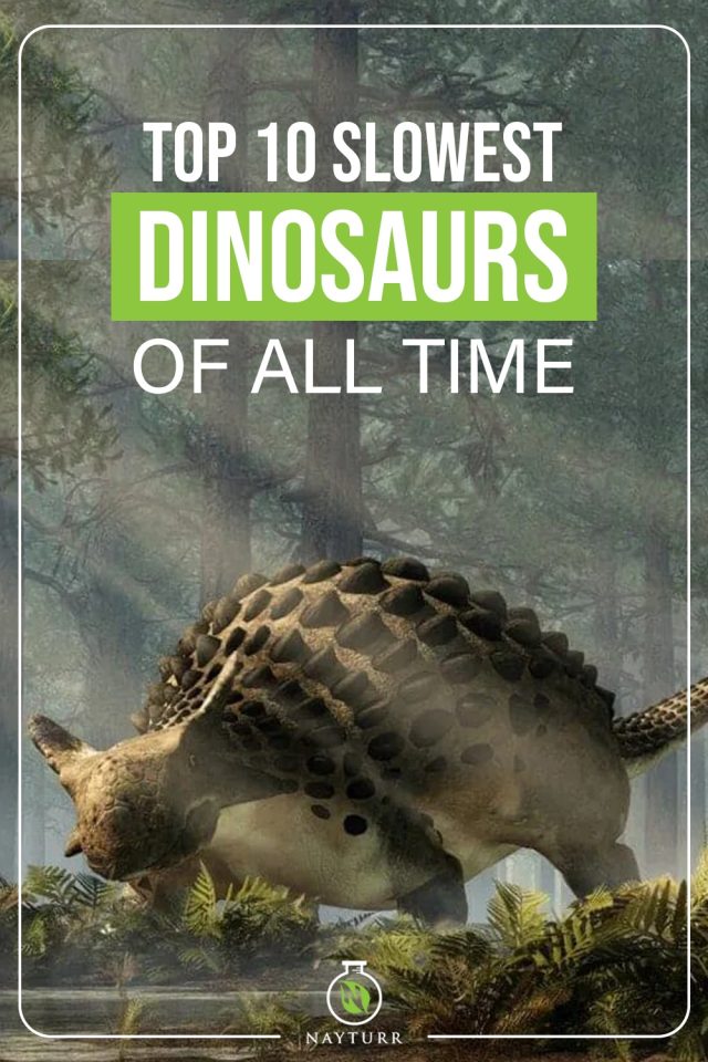 Top 10 Slowest Dinosaurs Of All Time – Nayturr