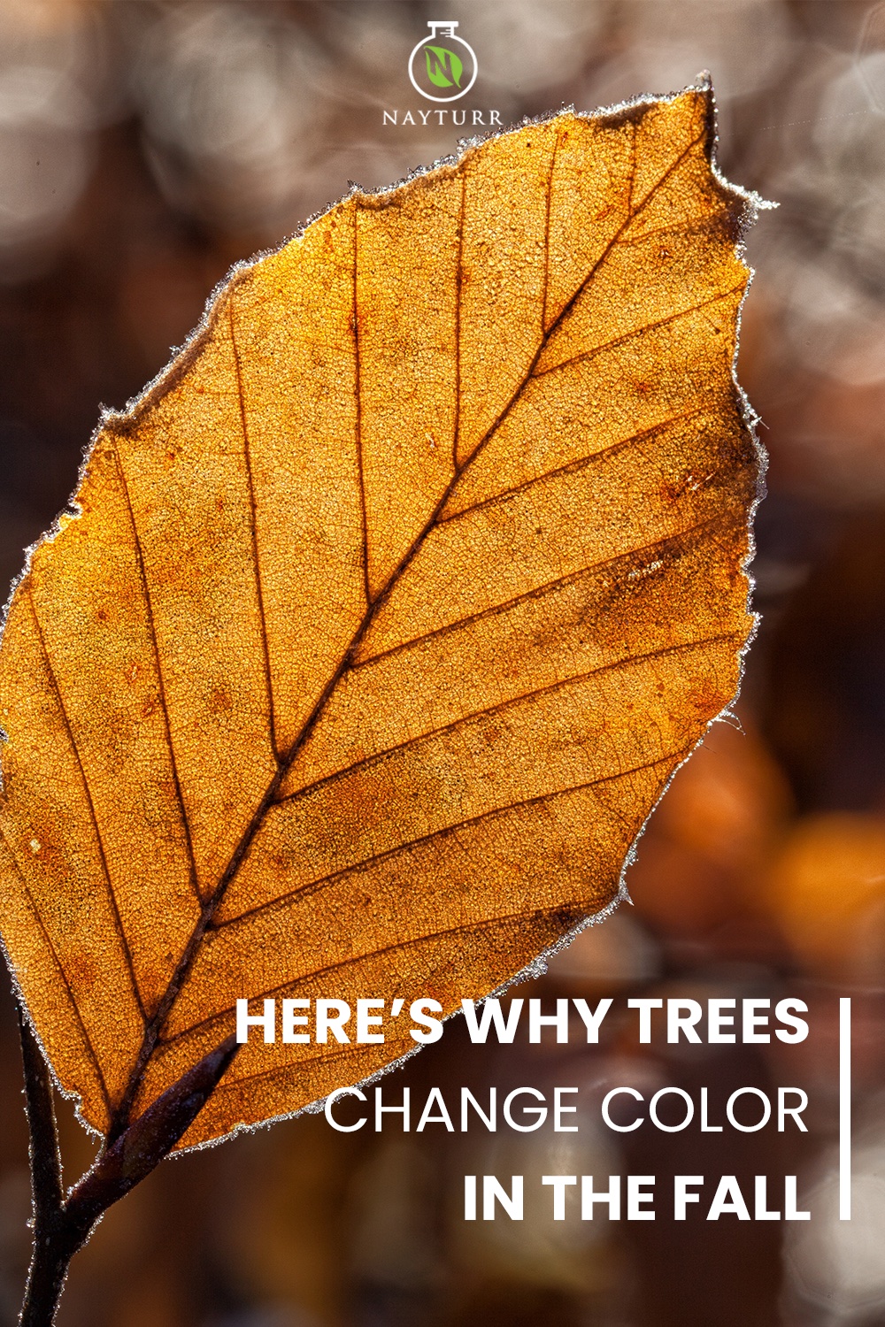 Here’s Why Trees Change Color In The Fall – Nayturr