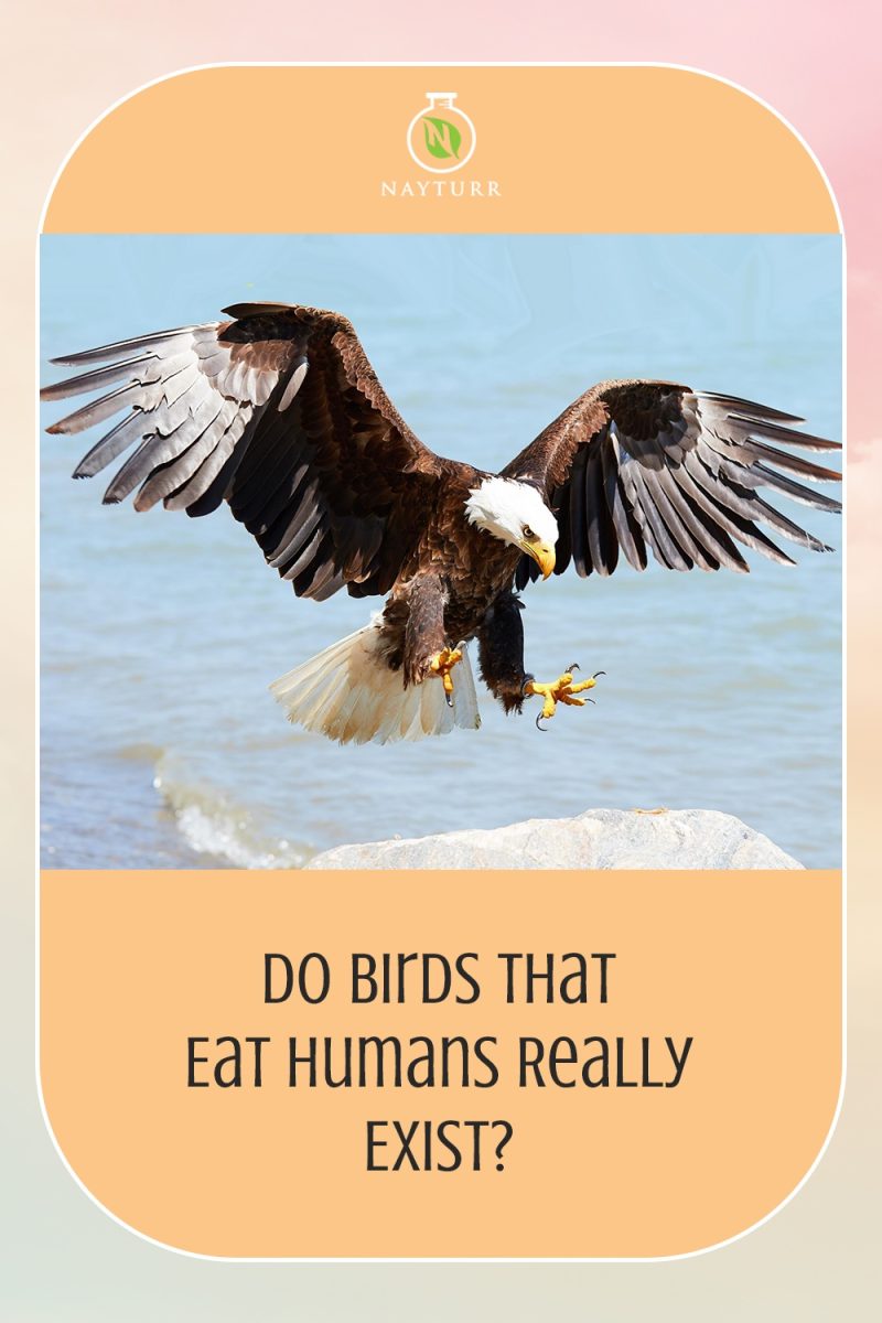 Do Birds That Eat Humans Really Exist? – Nayturr