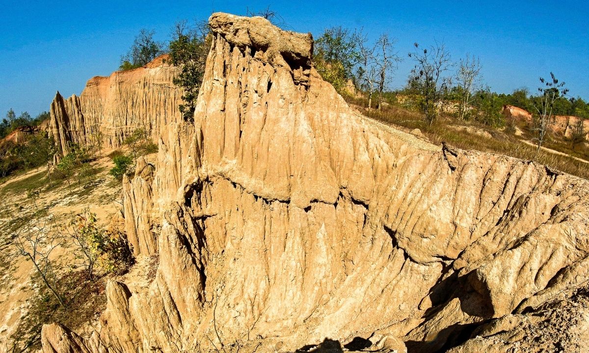 Why Are Trees Good For The Environment? – Nayturr