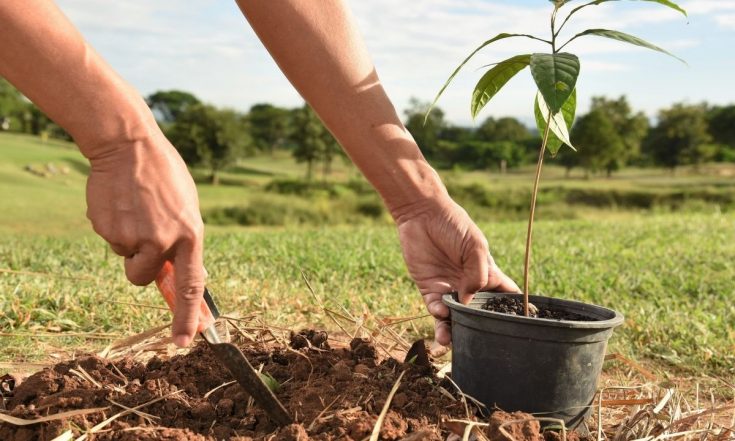 Why Are Trees Good For The Environment? – Nayturr