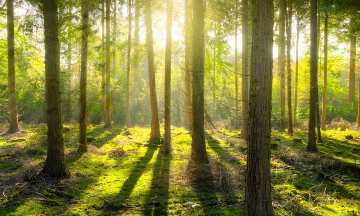 Why Are Trees Good For The Environment? – Nayturr