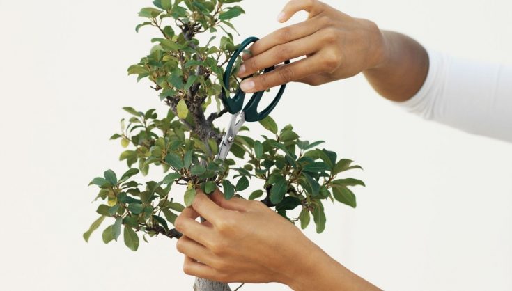 Can Two Trees Fuse And Grow Together? – Nayturr