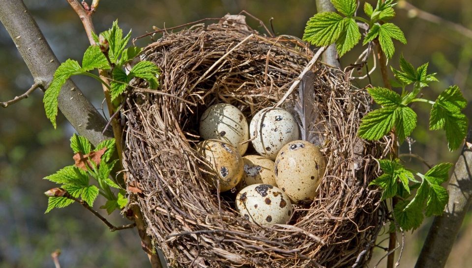 Can Birds Move Their Eggs