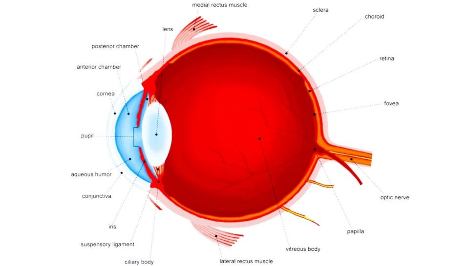 The 5 Real Reasons Why Stars Have Different Colors – Nayturr
