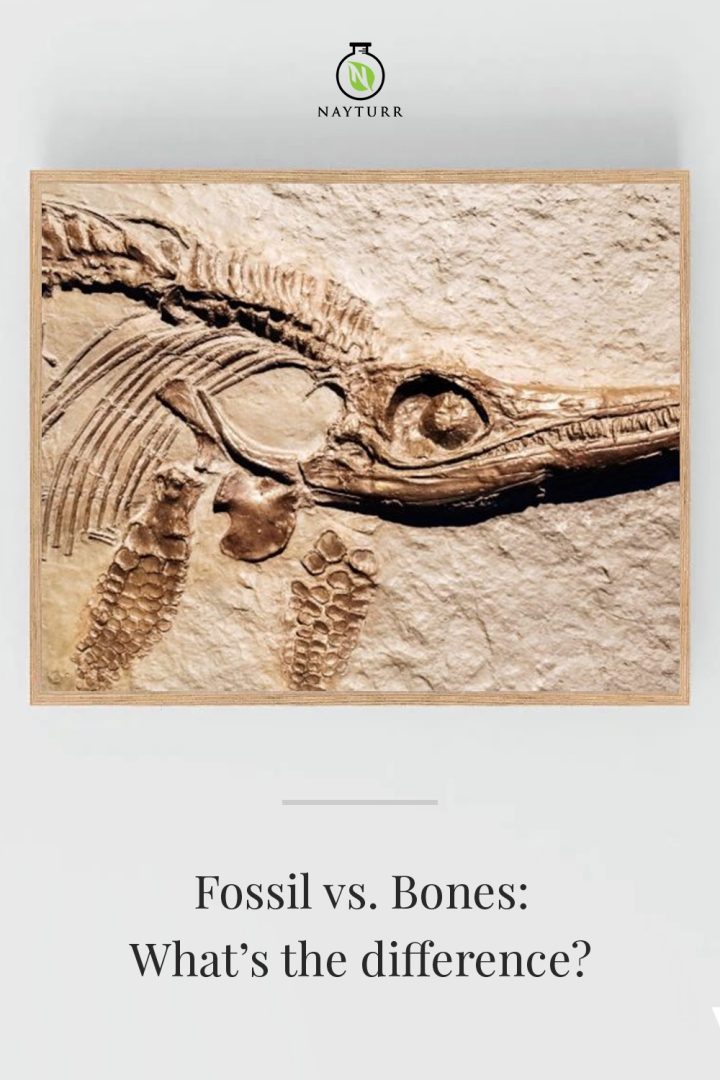 Fossil vs. Bones: What’s the difference? – Nayturr