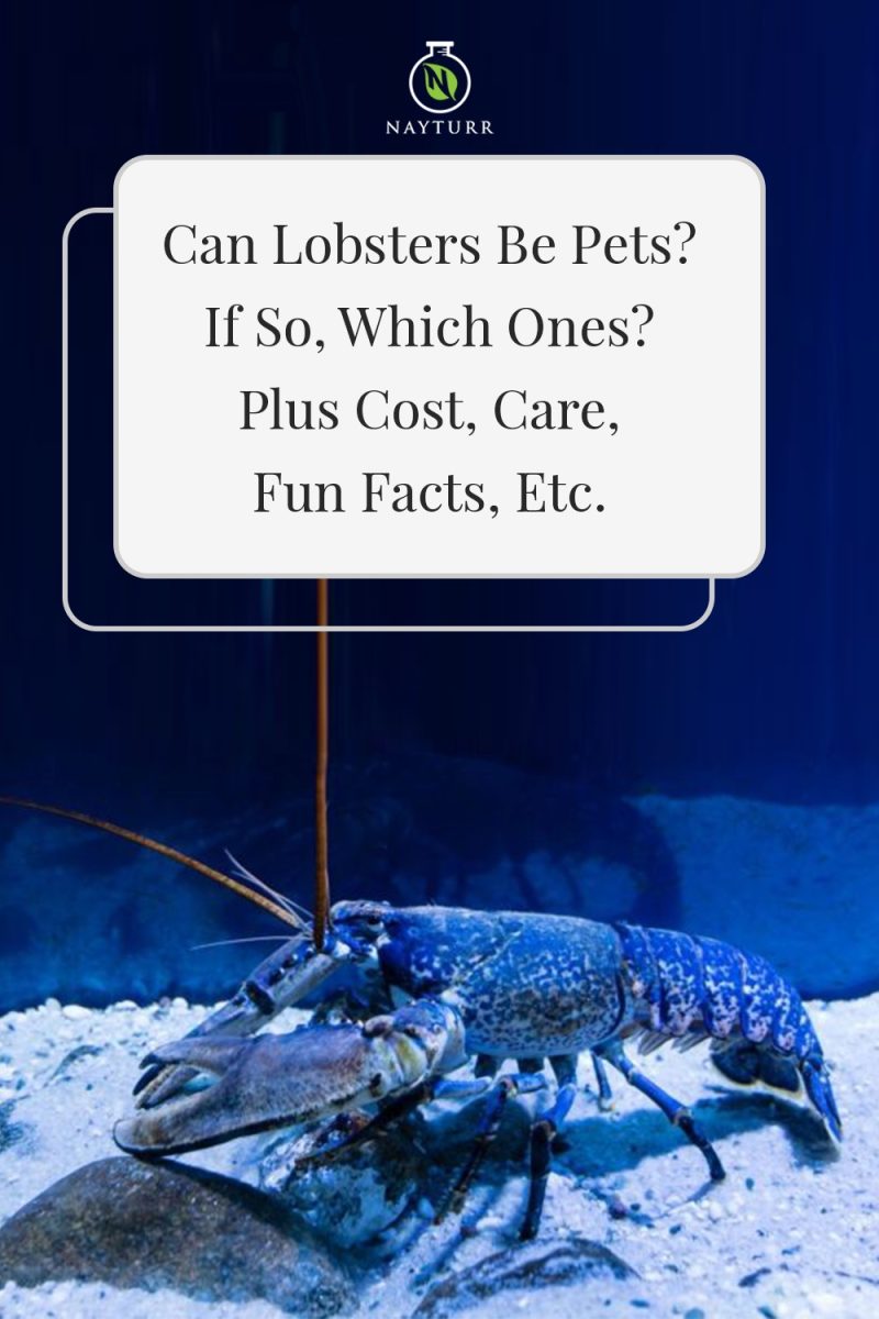 Can Lobsters Be Pets? If So, Which Ones? Plus Cost, Care, Fun Facts ...