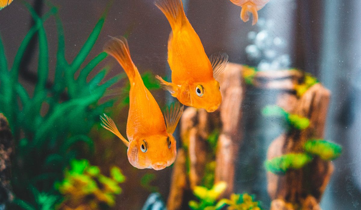 Best Fish Aquarium Tanks for Beginners: Full Buyers Guide – Nayturr