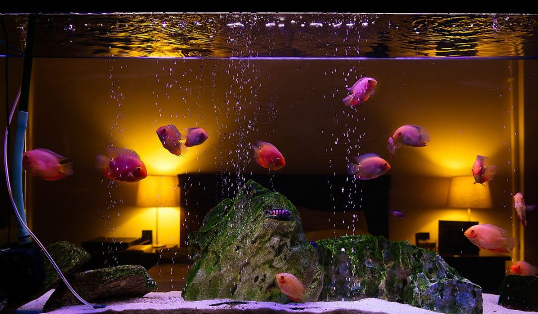 Best Fish Aquarium Tanks for Beginners: Full Buyers Guide – Nayturr