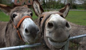 8 Reasons Farmers Keep Donkeys: Full Guide – Nayturr
