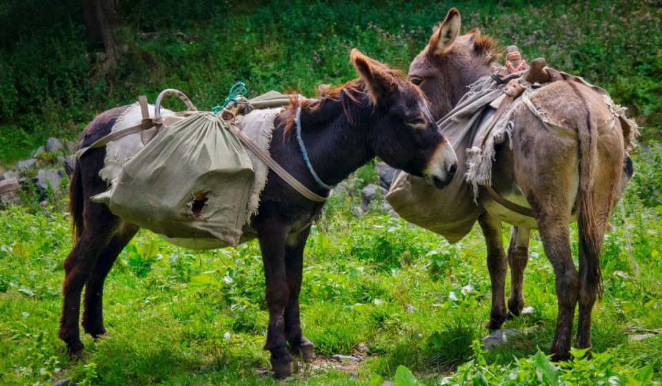 8 Reasons Farmers Keep Donkeys: Full Guide – Nayturr