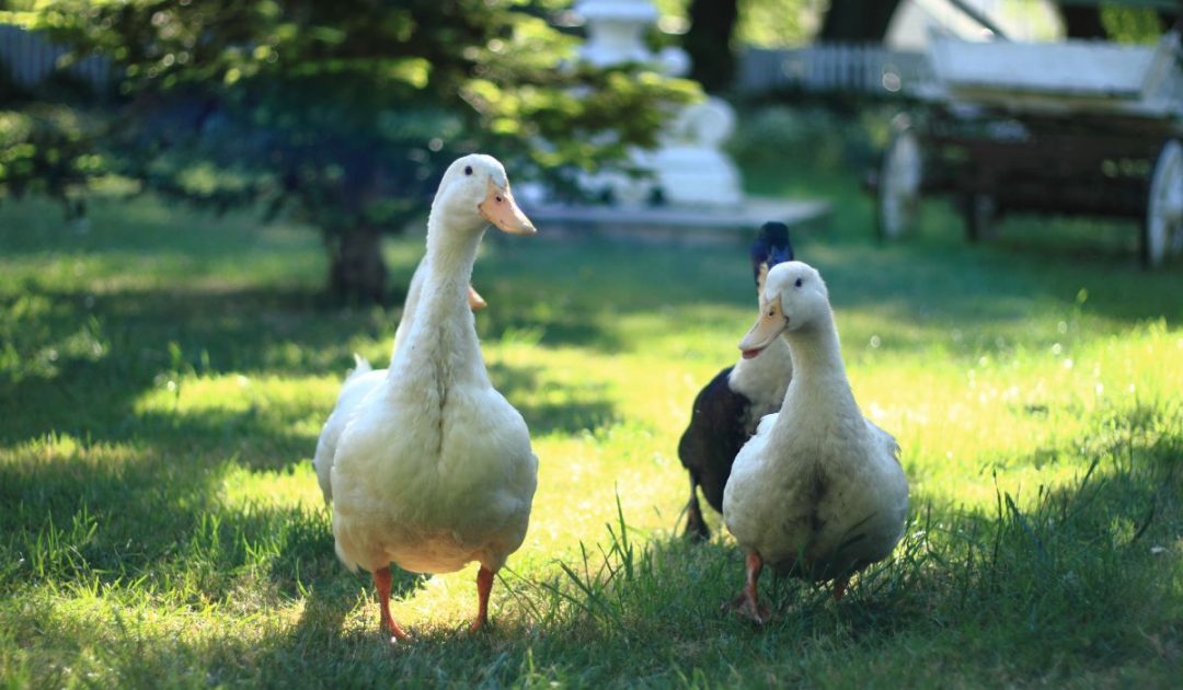Why Do Farmers Have Ducks? Full Explanation & Benefits – Nayturr