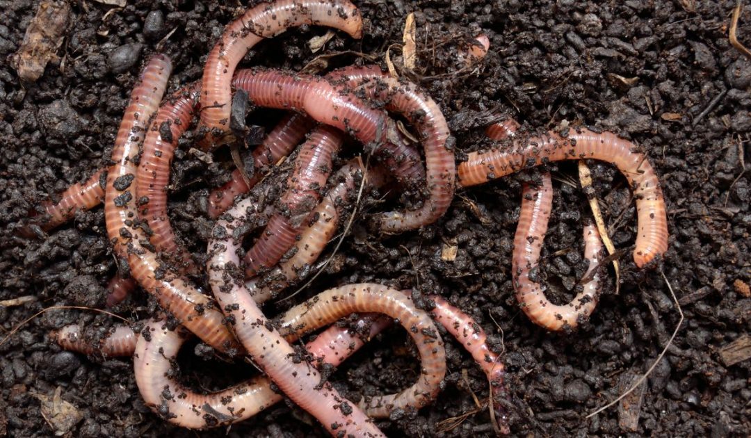 4 Types of Fertilization & Their Stages: Full Guide – Nayturr
