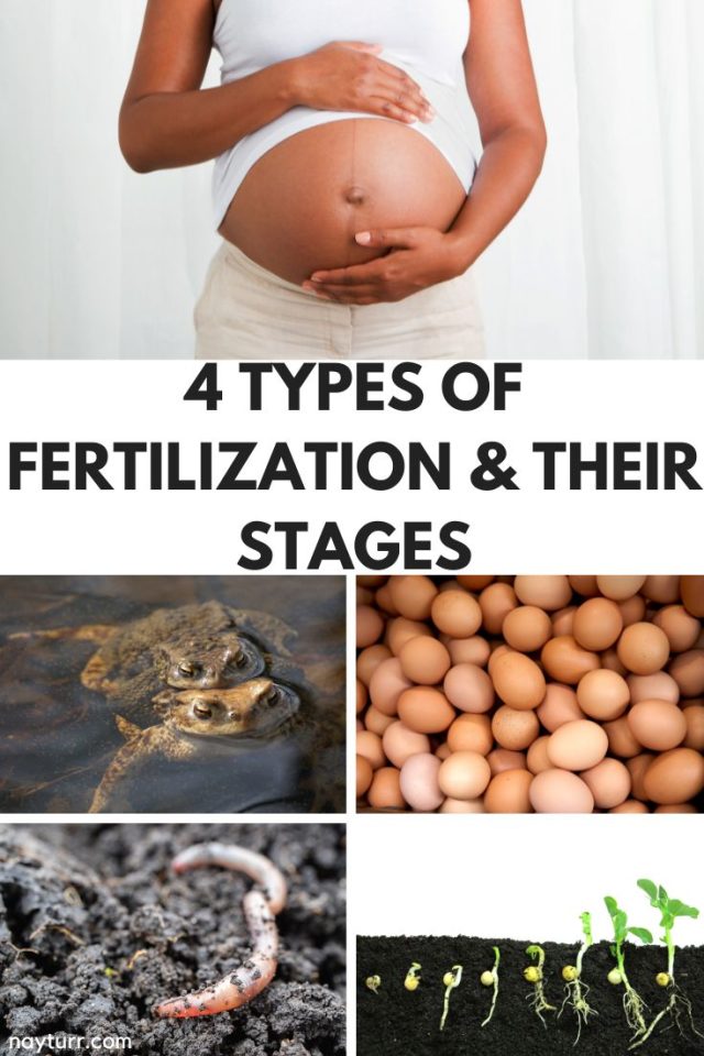 4 Types of Fertilization & Their Stages: Full Guide – Nayturr