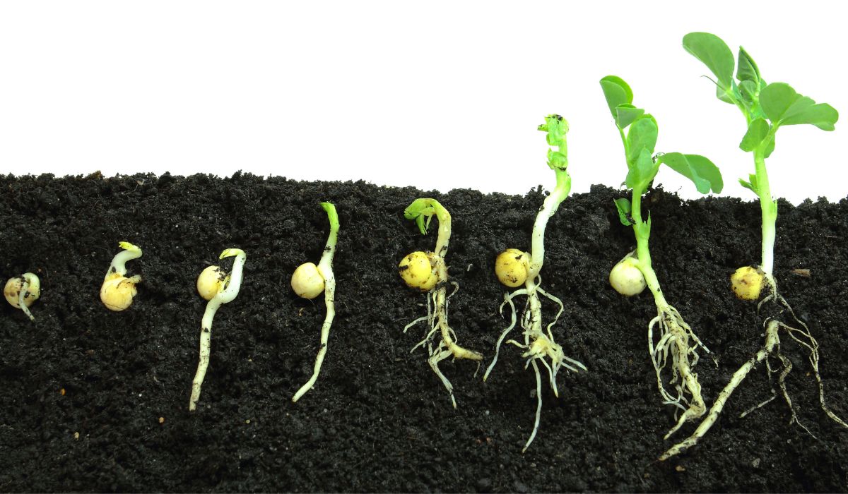 4 Types of Fertilization & Their Stages: Full Guide – Nayturr