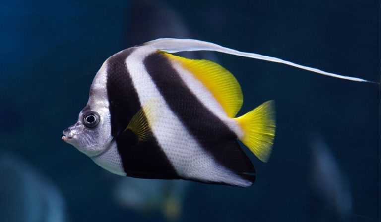 15 Types of Freshwater Fish: Characteristics & Care Guides – Nayturr