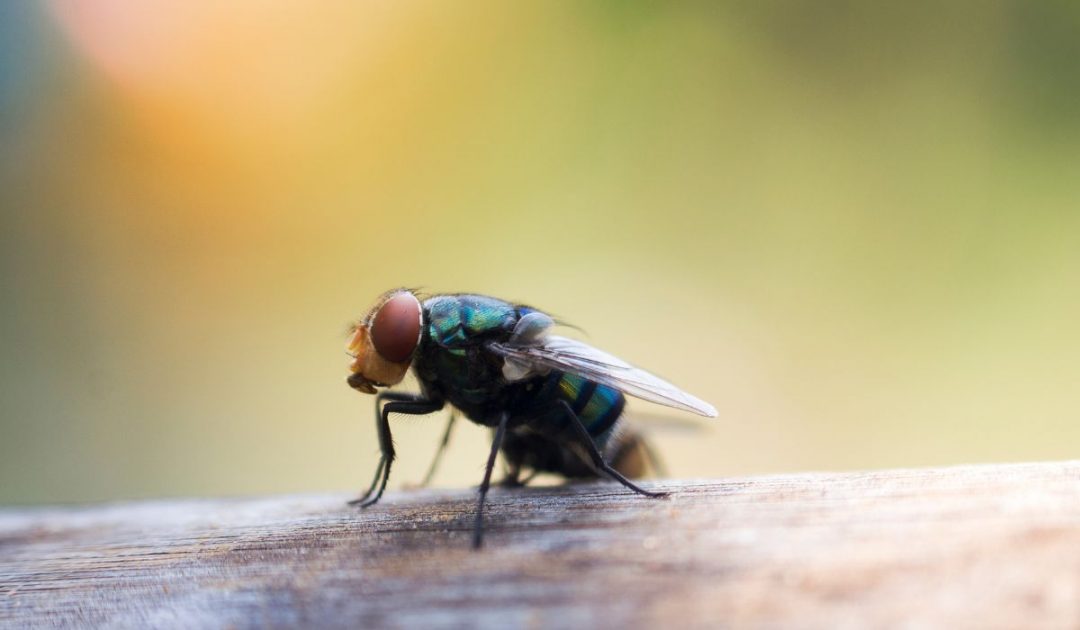11 Types Of Flies & A Guide To Identifying Them – Nayturr
