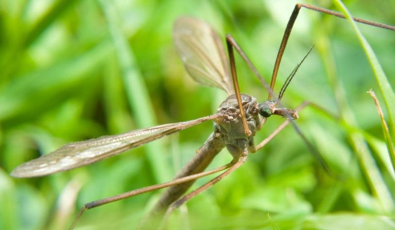 11 Types Of Flies & A Guide To Identifying Them – Nayturr